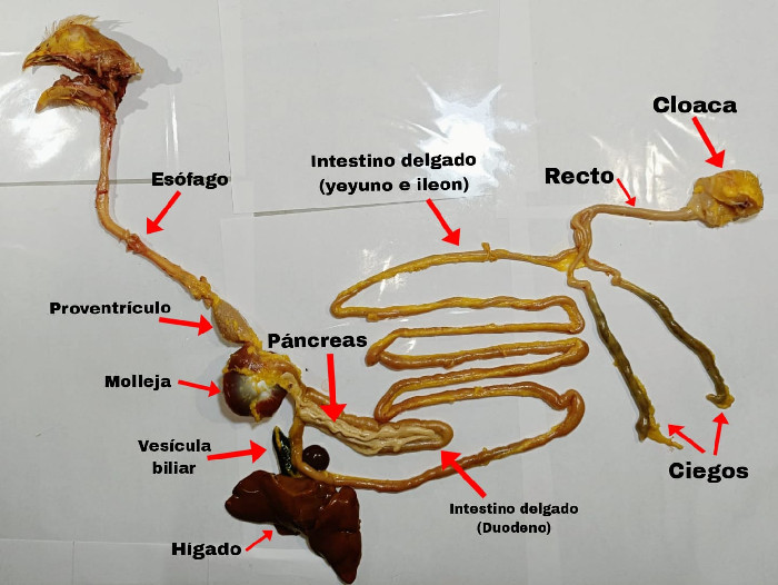 Higado :: Sistema-Digestivo-del-pollo